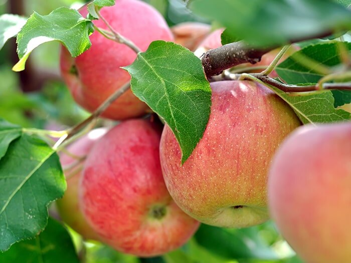 Planting Your Bare Root Fruit Tree – February 5, 2020 – Wilco Farm Stores