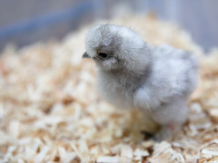 Diy Chicken Brooder | Shop Home, Backyard, Pet, Farm & Rural Lifestyle ...