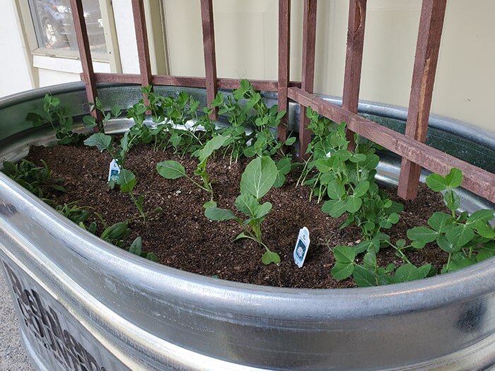 How to Build a Raised Stock Tank Raised Bed – April 2, 2021 – Wilco ...