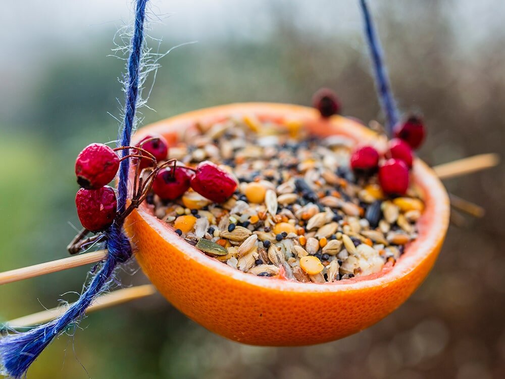DIY Fall Bird Feeding Projects for the Whole Family – October 16, 2023 ...