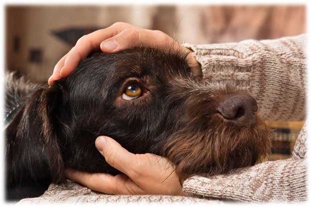 Grow Closer to Your Pets with Our Pet Psychics - PsychicOz
