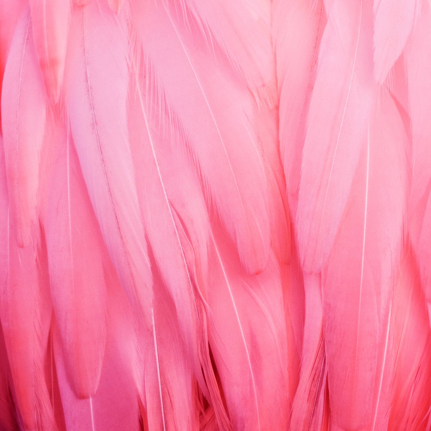 Flamingo | Designed for a really close, really comfortable shave