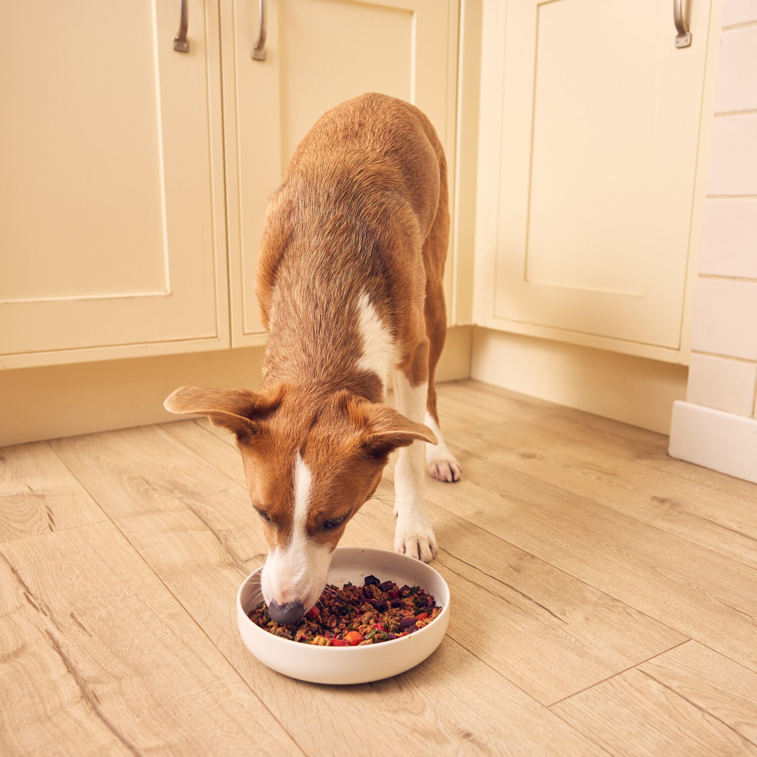 Pork Ragu | Different Dog