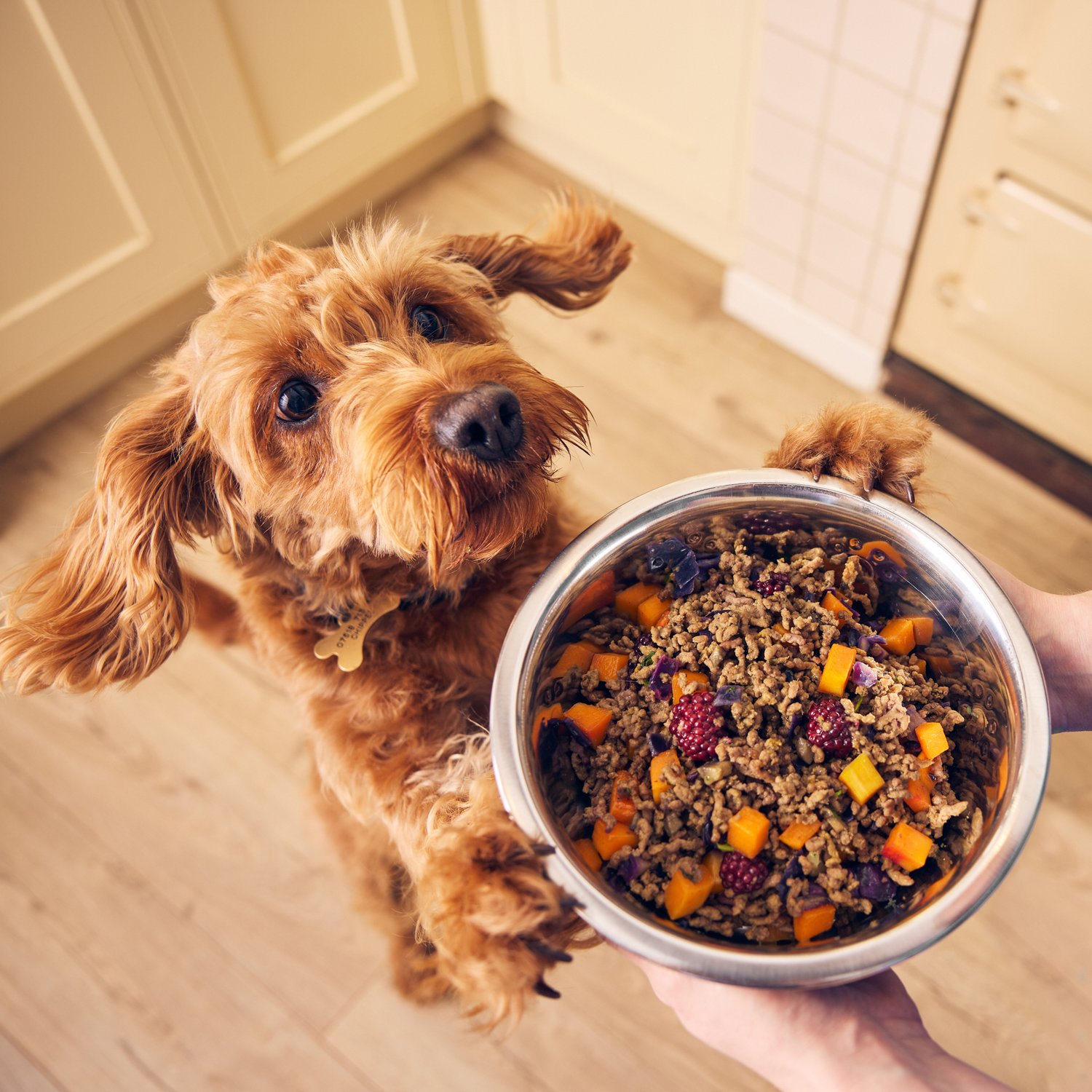 Our Dog Food Reviews | Different Dog | Different Dog