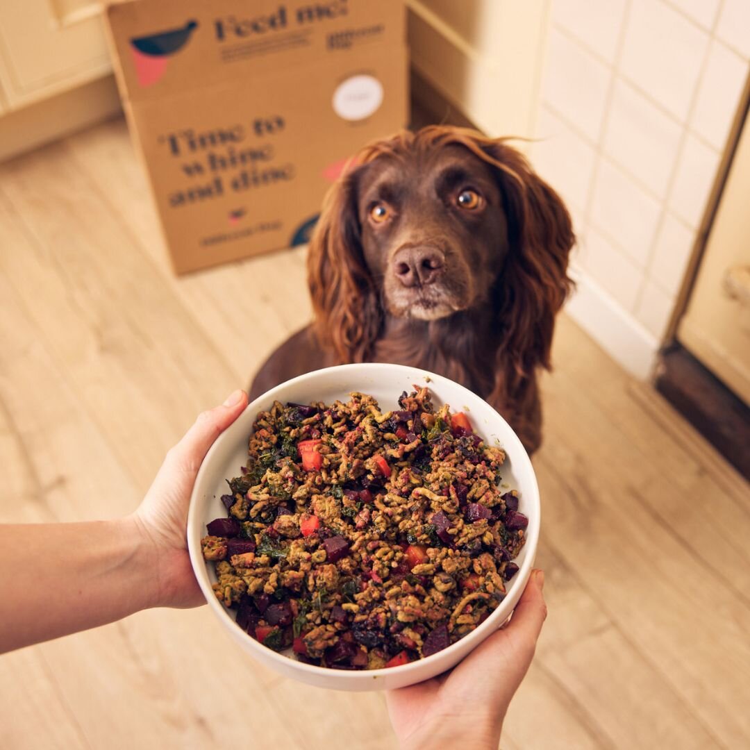 Pork Ragu | Different Dog