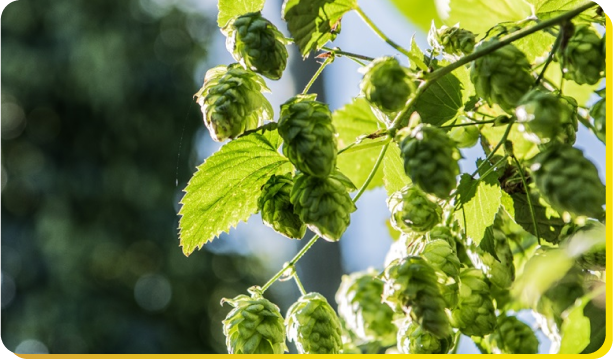 Brewing Process | Anheuser-Busch