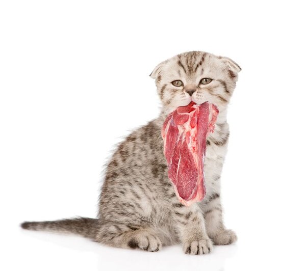 Cat Obligate Carnivore: Why Your Cat Needs Meat to Thrive