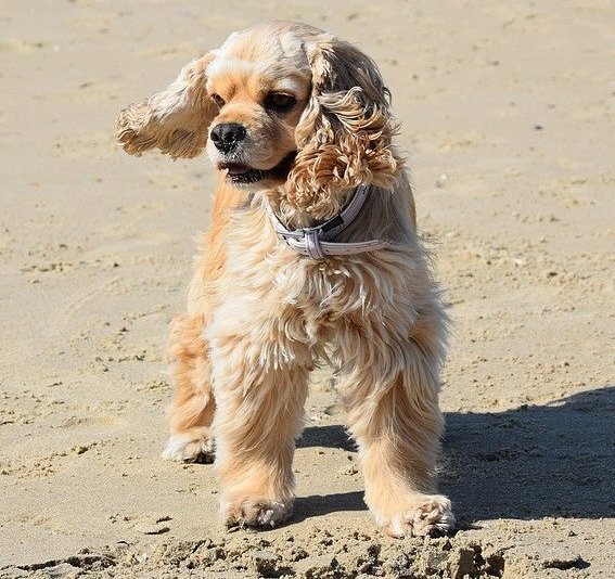 Teach Your Dog How to Boogie | Fun Dog Dance Tricks