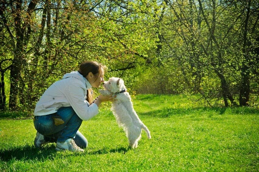 Ginger for Dogs: Benefits, Uses and Safe Dosage Tips