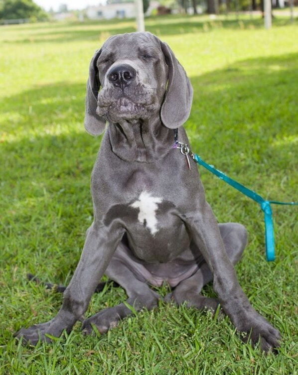 Dog Constipation Symptoms: Signs & What to Do Next
