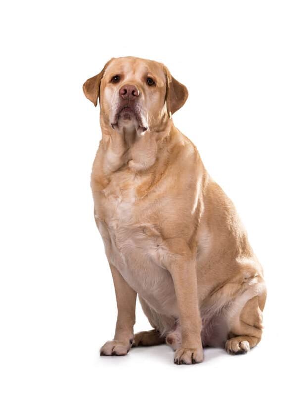 How Much Should My Dog Weigh? What You Should Know If Your Dog Is ...
