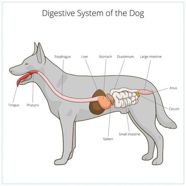 Bloat in Dogs: Signs, Causes & What to Do Immediately