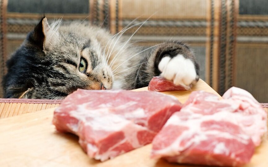 Obligate Carnivore: Why You Cat Needs Meat | Dr. Marty