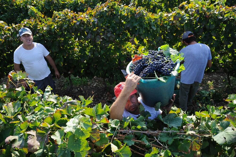 Wine Tasting Holidays | Mediterranean Wine Experiences Guide