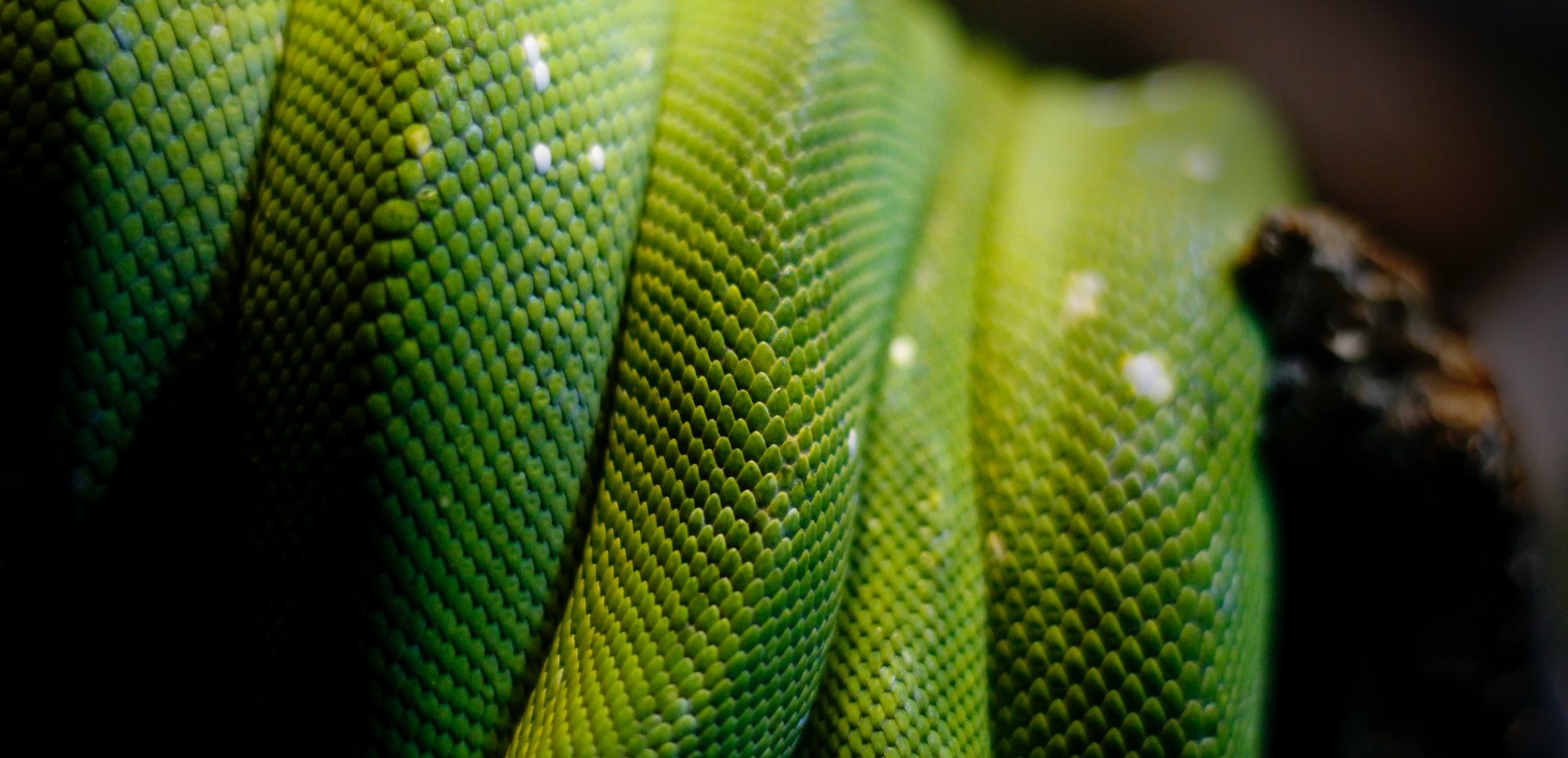 LensUltra - 75mm Long Range Macro - ShiftCam Global Official