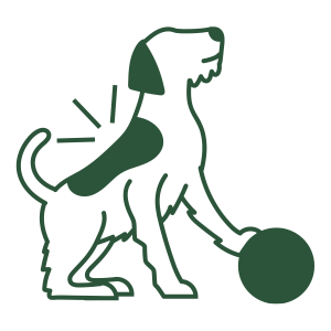 Dog Food - Fresh Food for Dogs - Freshpet