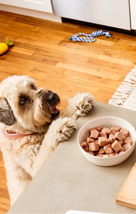 Freshpet Deli Fresh® Pet Food – Refrigerated Costco Dog Food