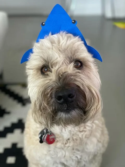 Freshpet® Homestyle Creations™ Pet Food – Freshpet