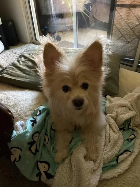 Freshpet Deli Fresh® Pet Food – Refrigerated Costco Dog Food