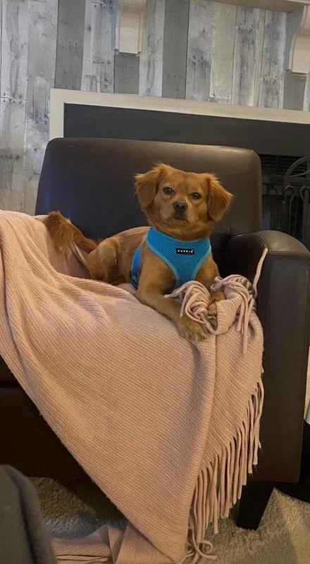 Healthy Pet Food – Refrigerated Pet Food – Freshpet