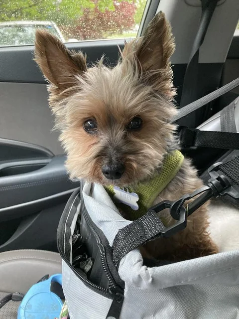 Healthy Pet Food – Refrigerated Pet Food – Freshpet