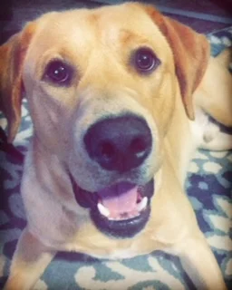 Freshpet® Homestyle Creations™ Pet Food – Freshpet