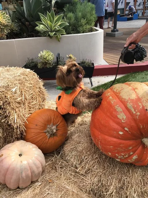 Freshpet Deli Fresh® Pet Food – Refrigerated Costco Dog Food