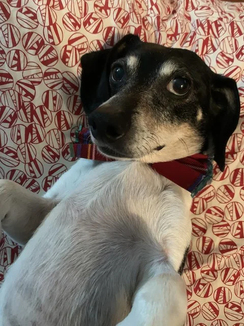 Freshpet® Homestyle Creations™ Pet Food – Freshpet