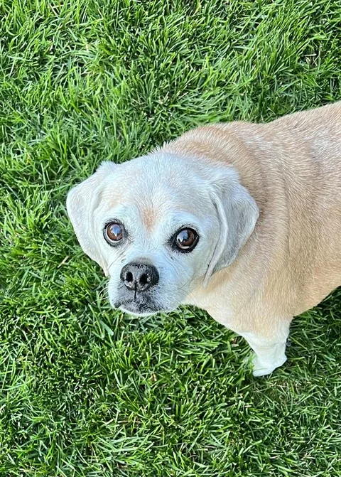 Freshpet Deli Fresh® Pet Food – Refrigerated Costco Dog Food