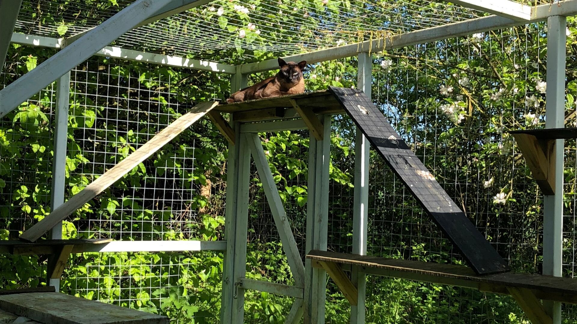 Jak zabezpieczyć koty w ogrodzie? Catio – woliera dla kotów - Kocie ...