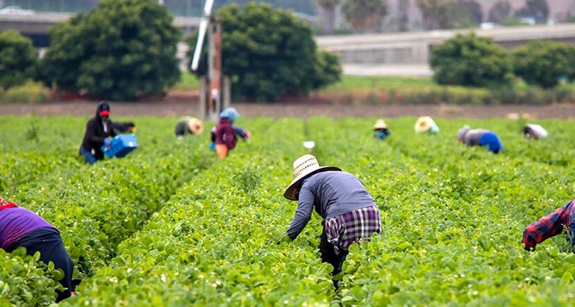 Agricultural worker shortage to worsen without wage Increases