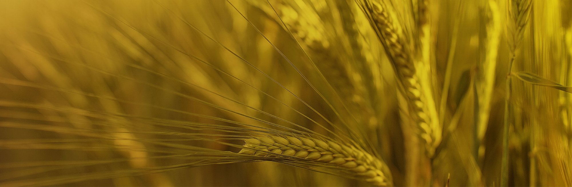 Anheuser-Busch InBev 2022 Environmental, Social and Governance (ESG ...