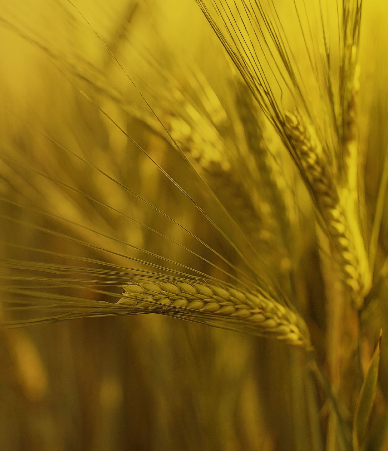 Anheuser-Busch InBev 2022 Environmental, Social and Governance (ESG ...