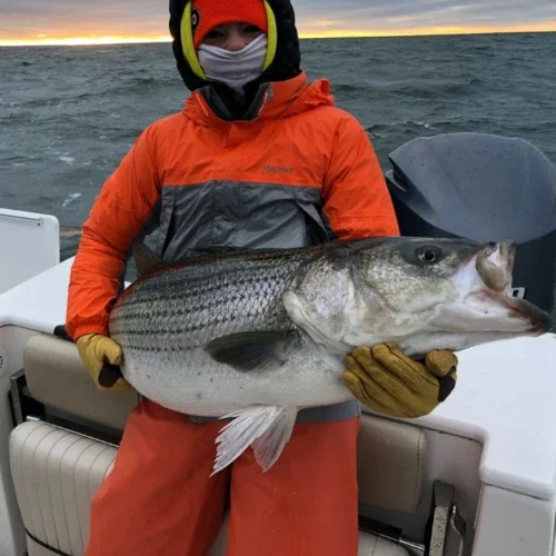 Striper Jigging | TackleDirect