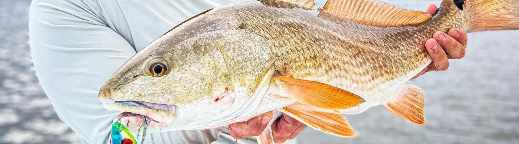 What Lures Are Best for Redfish? - TackleDirect