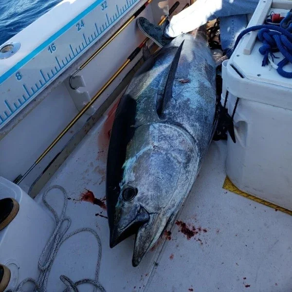 Outer Banks NC Giant Bluefin Tuna | TackleDirect