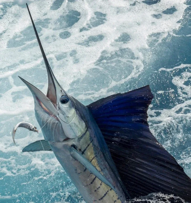 Trolling vs Kite Fishing for Sailfish | TackleDirect