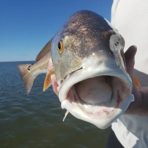 Best Rods for Redfish - TackleDirect