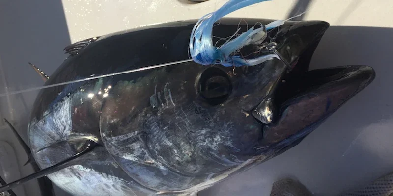 Inshore Trolling for Bluefin | TackleDirect