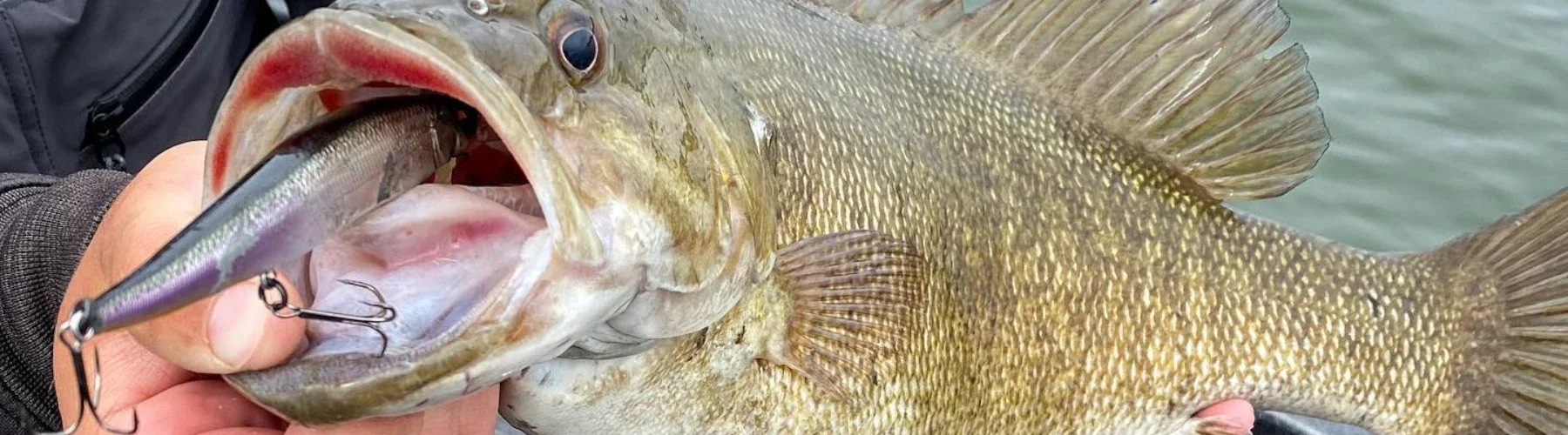 What Lures Are Best for Bass? - TackleDirect