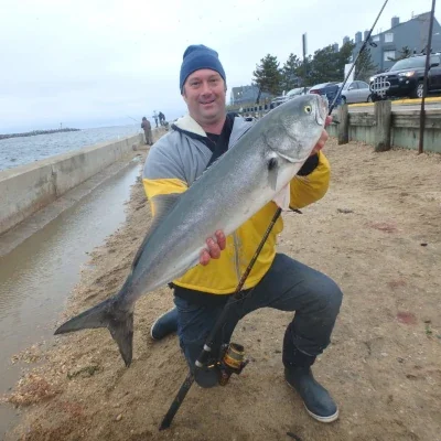 Spring Chopper Bluefish | TackleDirect