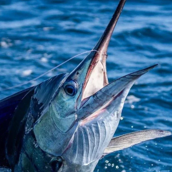 Trolling vs Kite Fishing for Sailfish | TackleDirect
