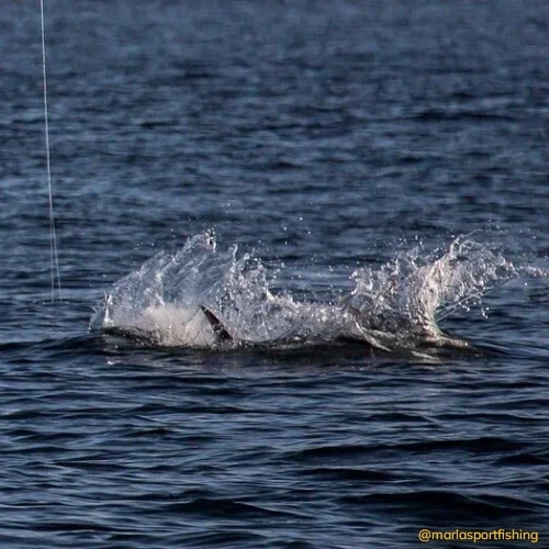 Best Tackle for Tuna Chunking - TackleDirect