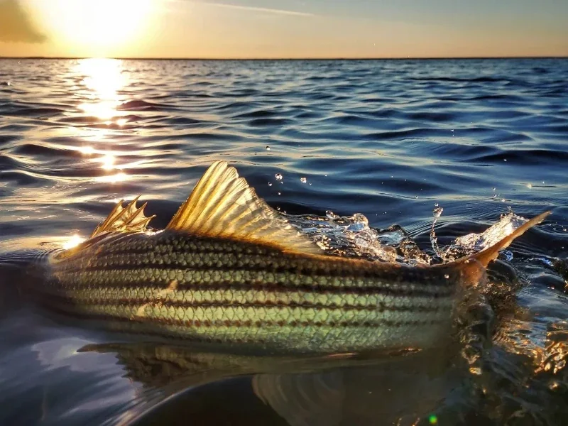 Fall Migration of Striped Bass - TackleDirect