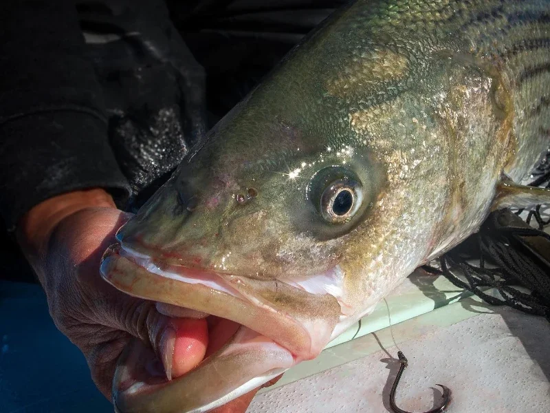 Fall Migration of Striped Bass - TackleDirect