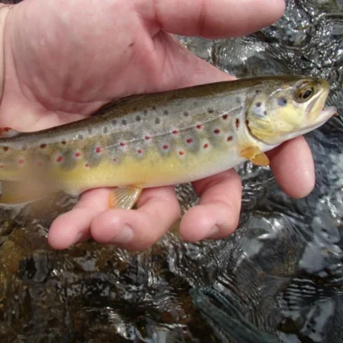 Opening Trout Tactics | TackleDirect