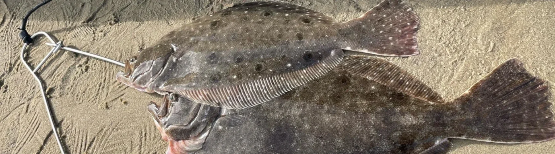 Tips for Spring Flounder Fishing - TackleDirect