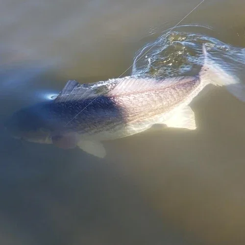 Best Rods for Redfish - TackleDirect