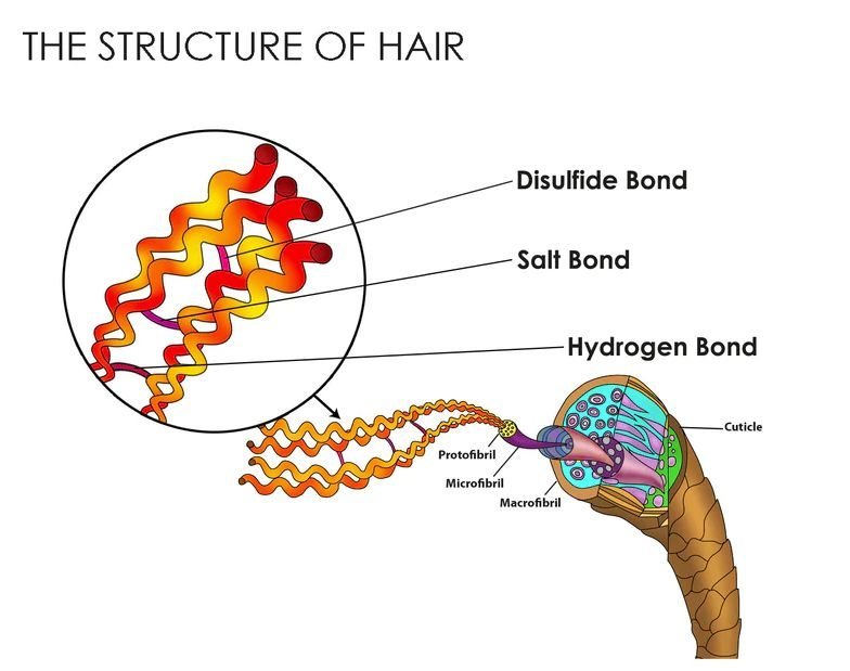 THE STRUCTURE OF HAIR