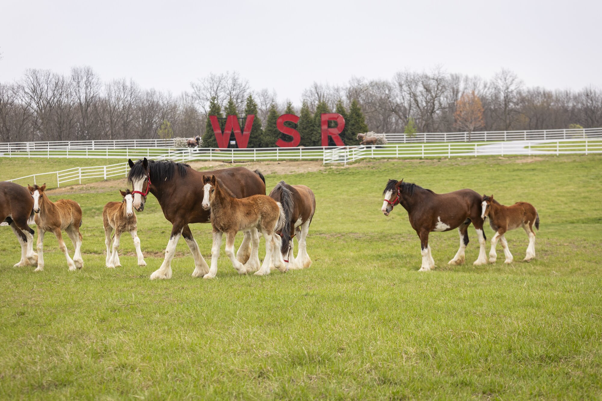 Warm Springs Ranch - Home of the Budweiser Clydesdales